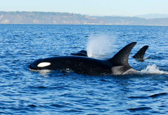 Whale Watching : Tricks & Tips - Freedom Marine Inc
